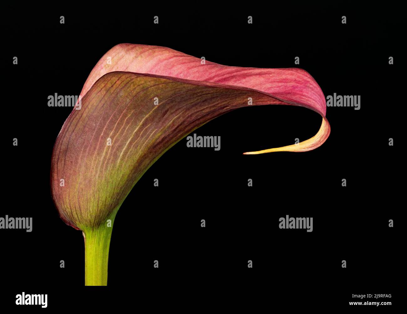 Gorgeous colours and dramatic shapes of a red Calla Lily flower ...