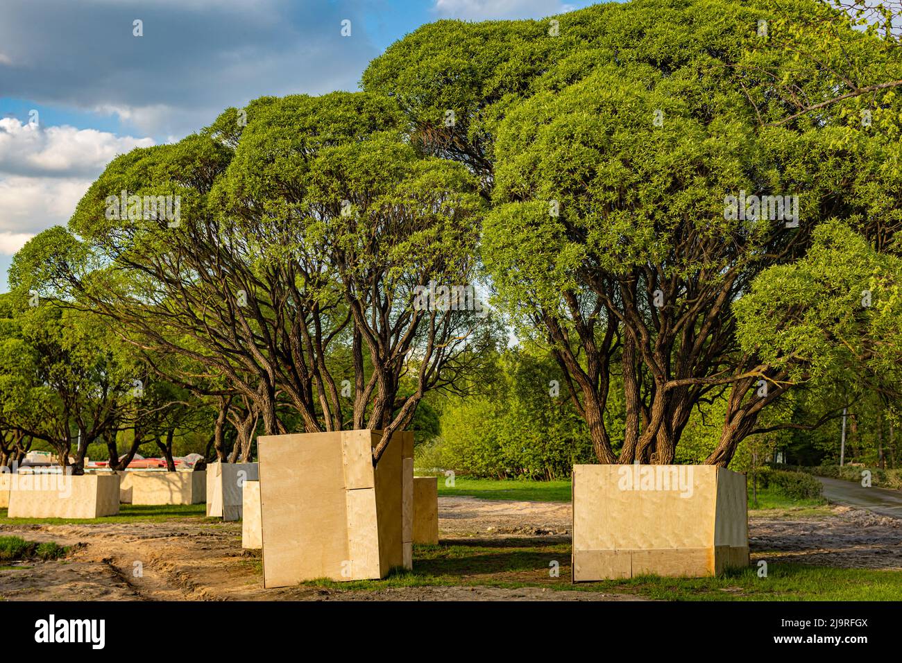 deciduous tree whose trunk is protected by a sheet of plywood. High ...