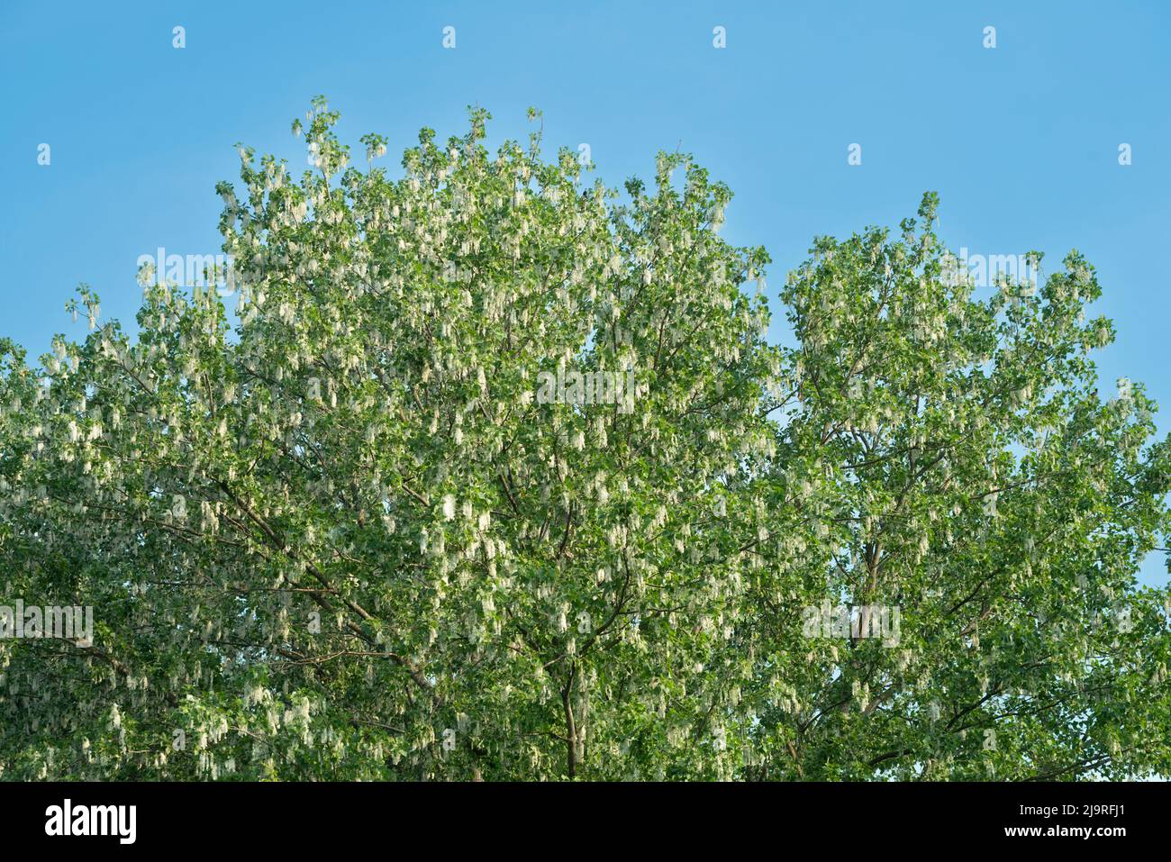 Lombardy italy poplar trees hi-res stock photography and images - Alamy