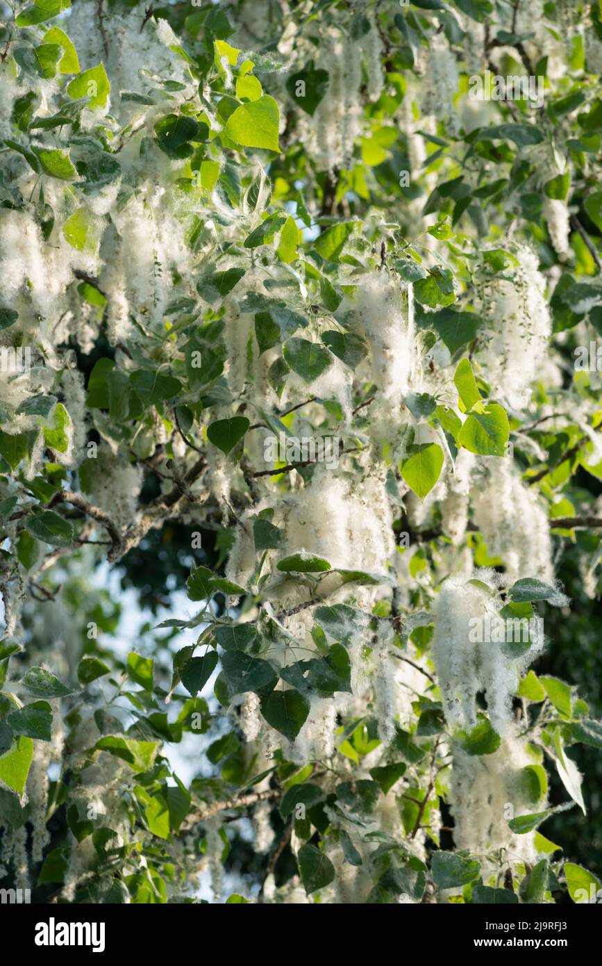 Lombardy italy poplar trees hi-res stock photography and images - Alamy