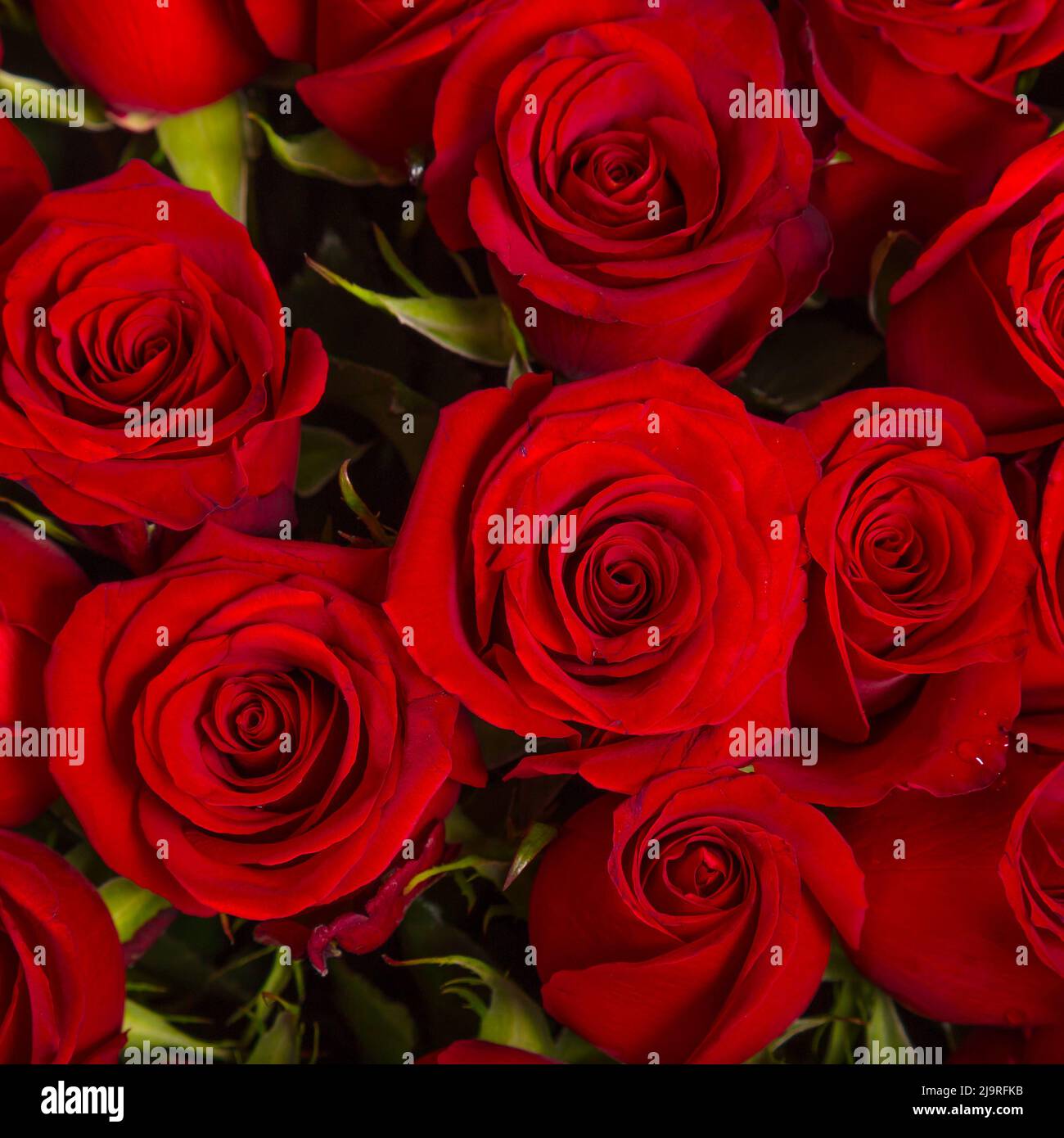 Big bunch of red roses background Stock Photo - Alamy