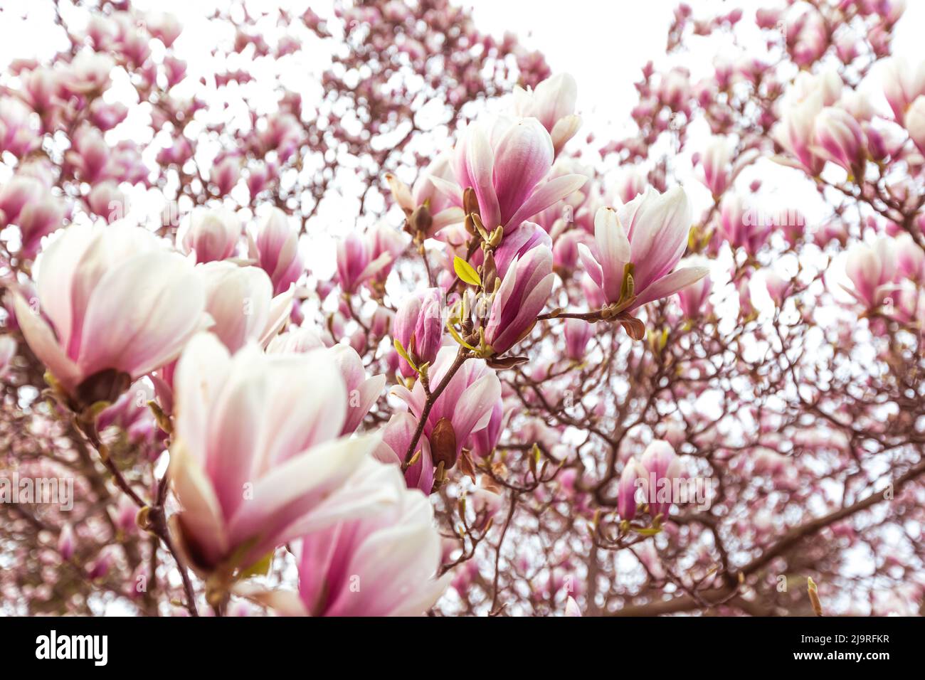 Spring floral background, beautiful bloomed light, pink magnolia ...