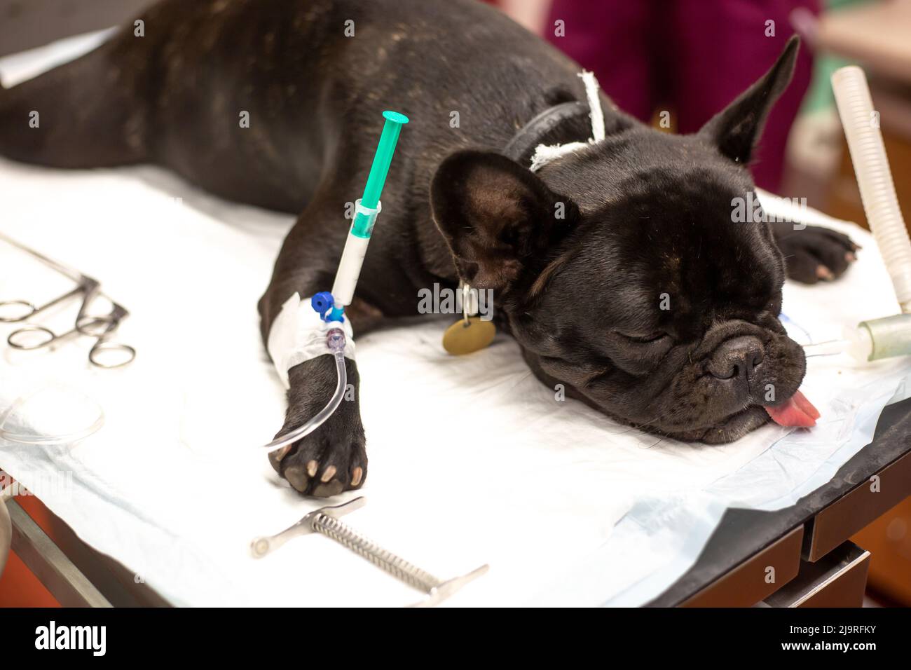Dog in the surgery room before surgery act under anesthesia in the vet ...