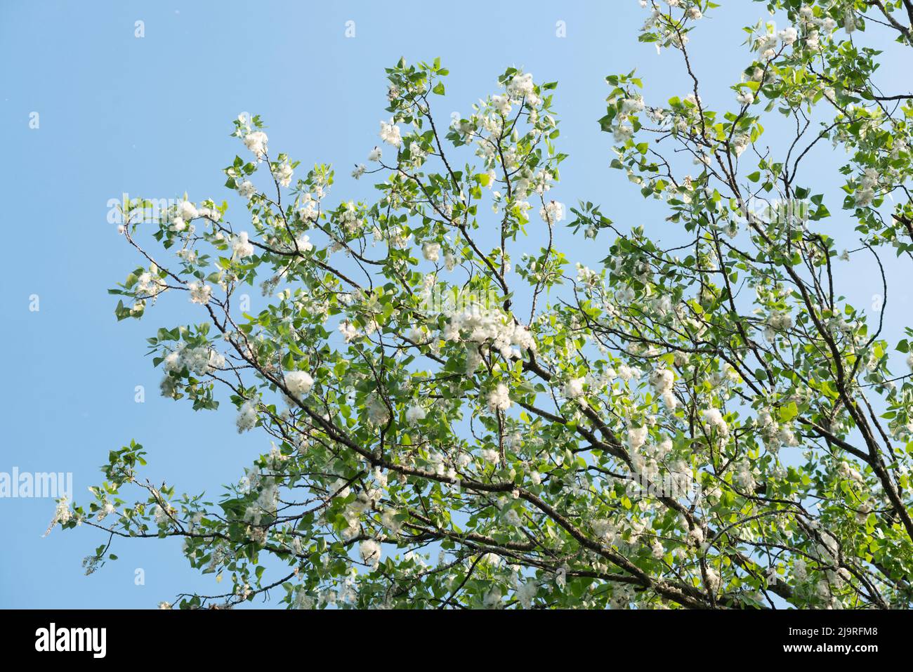 Italy, Lombardy, Seeds From a Black Poplar Tree, Populus Nigra Stock ...