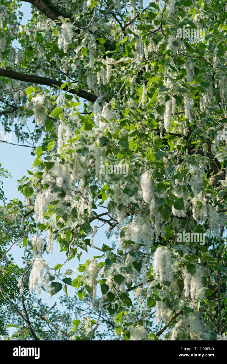Lombardy italy poplar trees hi-res stock photography and images - Alamy