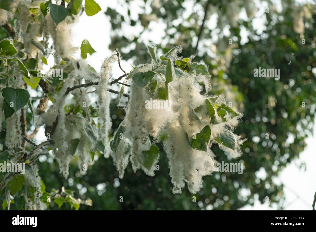 Italy, Lombardy, Seeds From a Black Poplar Tree, Populus Nigra Stock ...