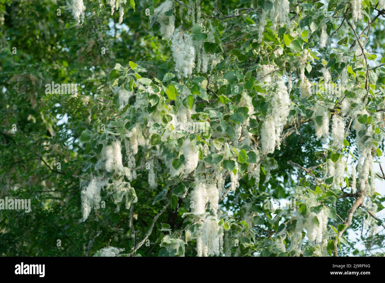 Italy, Lombardy, Seeds From a Black Poplar Tree, Populus Nigra Stock ...