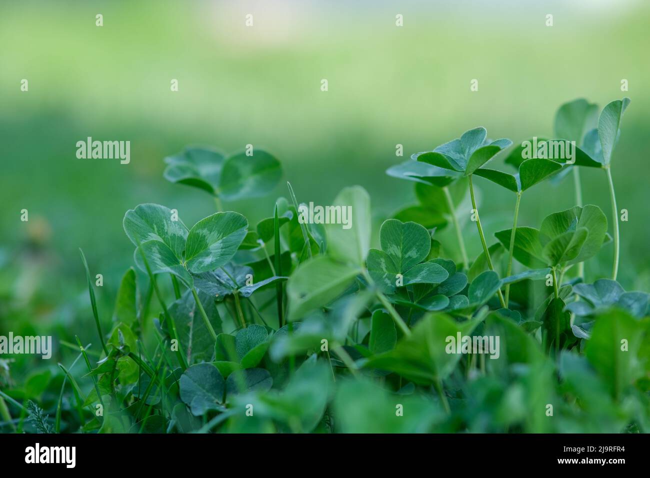 Texture of green grass. Background from clover Stock Photo - Alamy