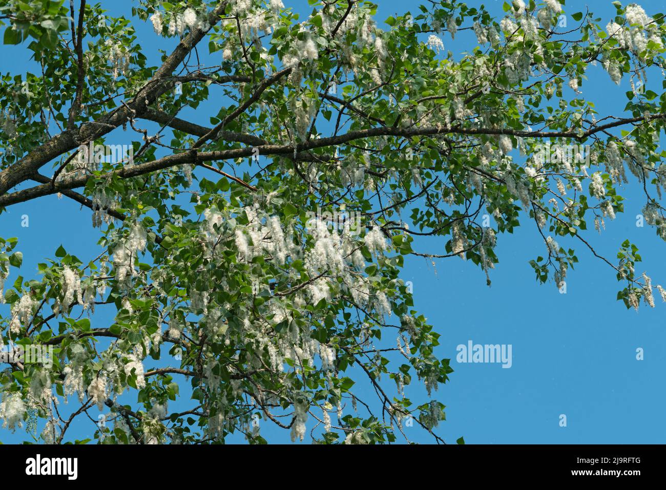 Italy, Lombardy, Seeds From a Black Poplar Tree, Populus Nigra Stock ...