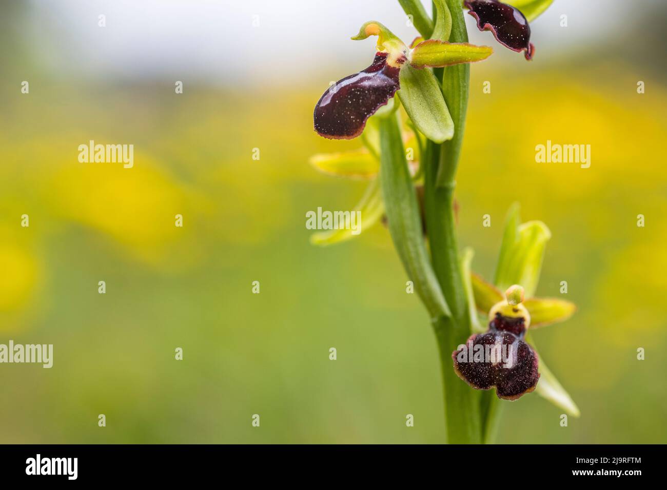 Small Spider-orchid (Ophrys araneola Stock Photo - Alamy