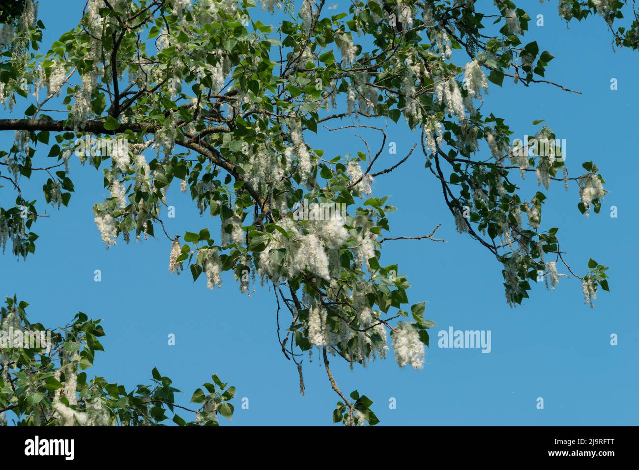 Seeds poplar hi-res stock photography and images - Alamy