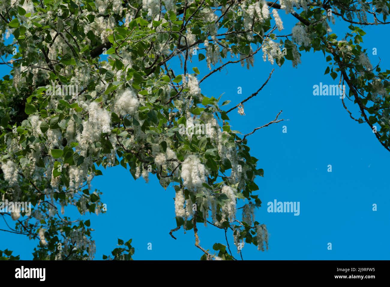 Italy, Lombardy, Seeds From a Black Poplar Tree, Populus Nigra Stock ...