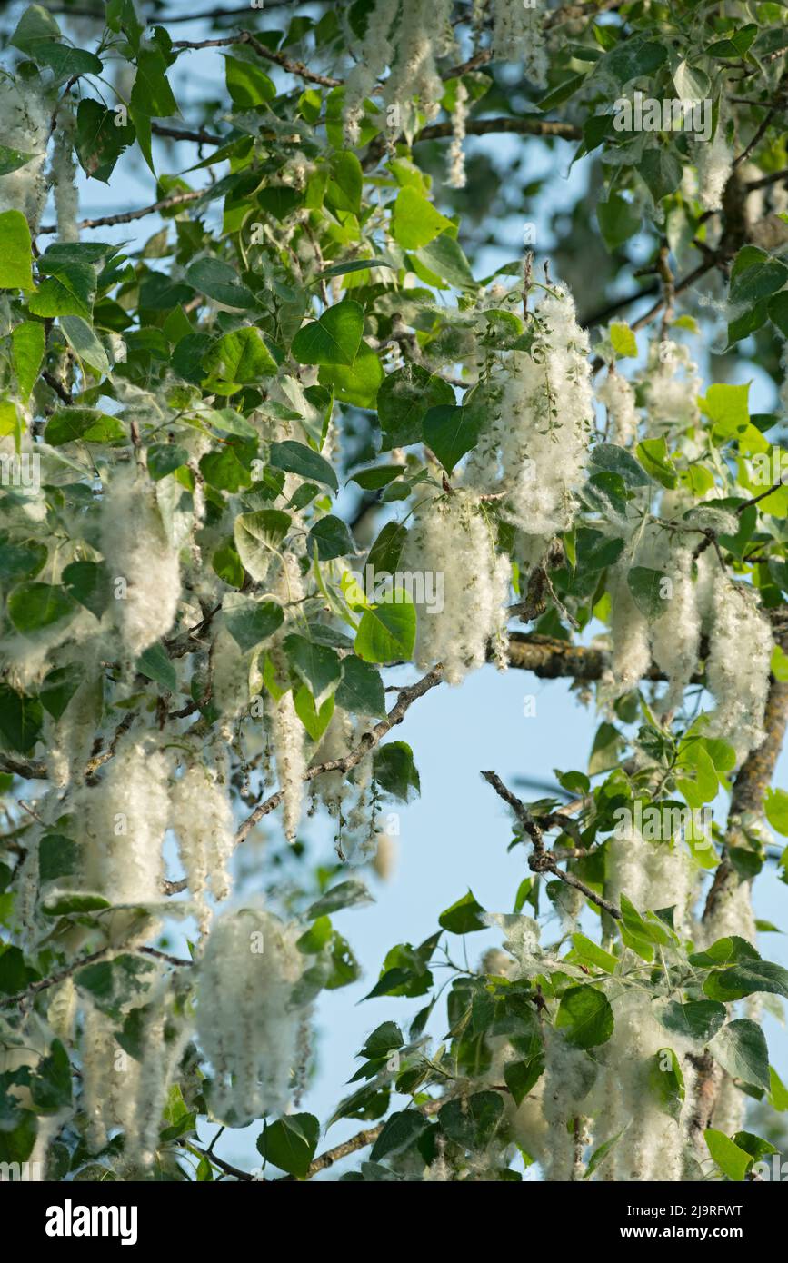 Italy, Lombardy, Seeds From a Black Poplar Tree, Populus Nigra Stock ...