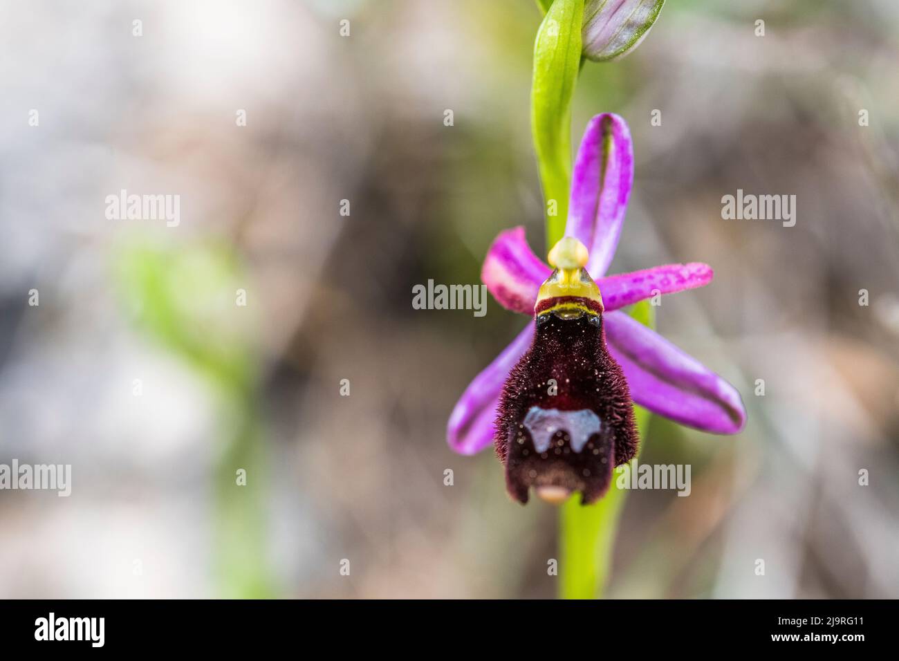 Ophrys bertolonii, commonly known as Bertoloni's bee orchid, is a ...