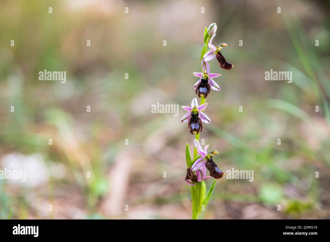 Ophrys bertolonii, commonly known as Bertoloni's bee orchid, is a ...