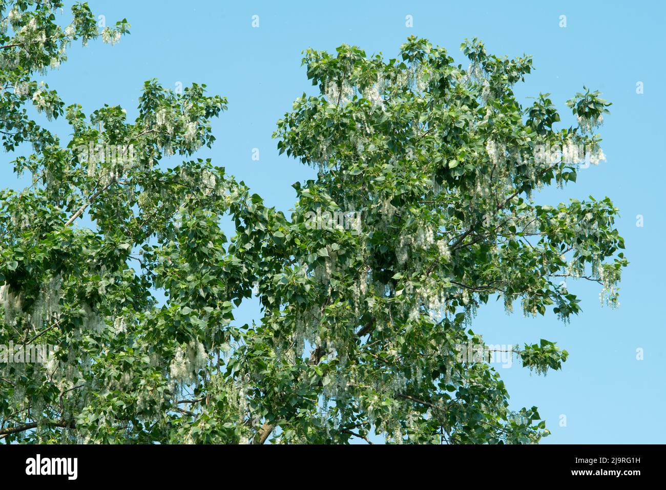 Italy, Lombardy, Seeds From a Black Poplar Tree, Populus Nigra Stock ...