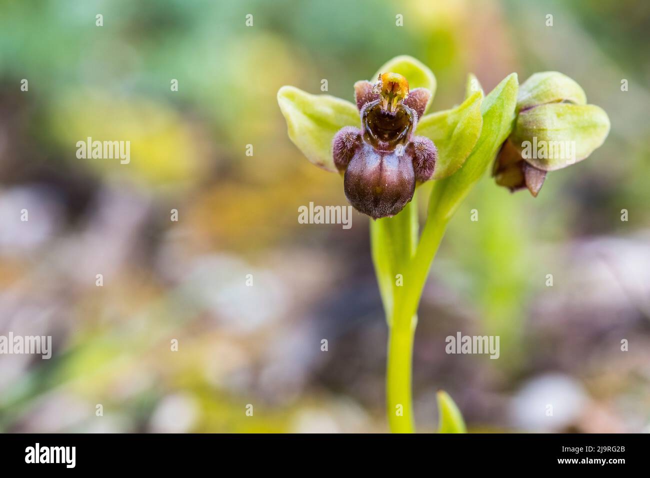 Ophrys bombyliflora, the bumblebee orchid, is a species of Ophrys (bee ...