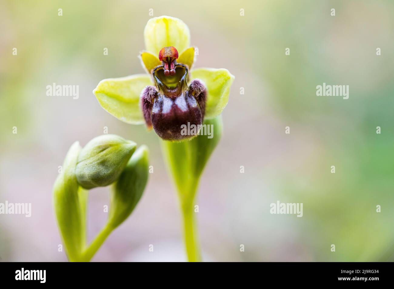 Ophrys bombyliflora, the bumblebee orchid, is a species of Ophrys (bee ...