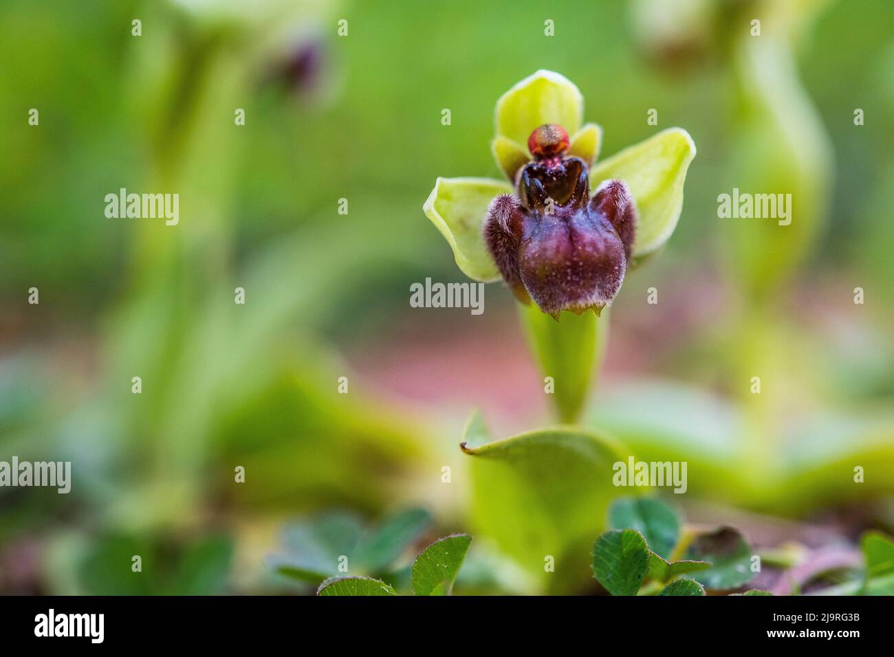 Ophrys bombyliflora, the bumblebee orchid, is a species of Ophrys (bee ...