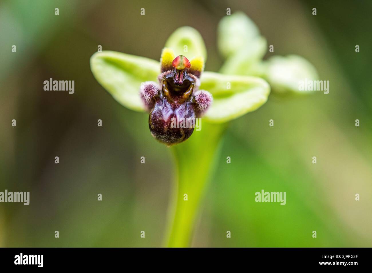 Ophrys bombyliflora, the bumblebee orchid, is a species of Ophrys (bee ...