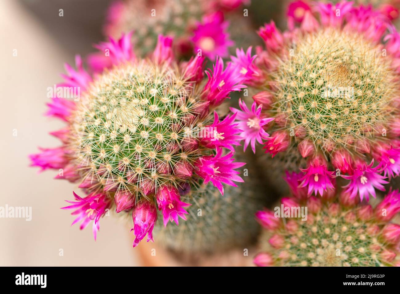 Cactus flowers of the Mammillaria Backebergiana Stock Photo - Alamy
