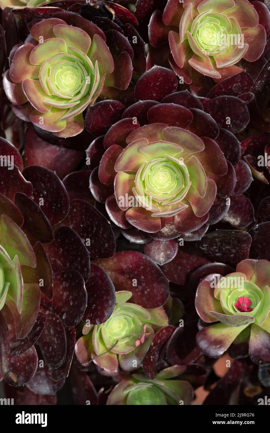 Pinwheel aeonium hi-res stock photography and images - Alamy
