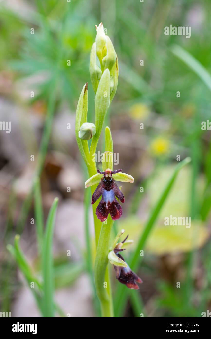 Ophrys genus hi-res stock photography and images - Alamy