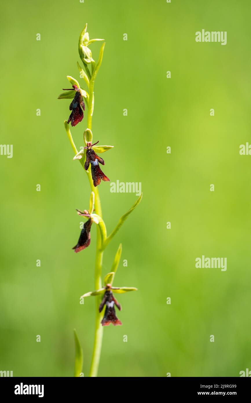 Ophrys genus hi-res stock photography and images - Alamy