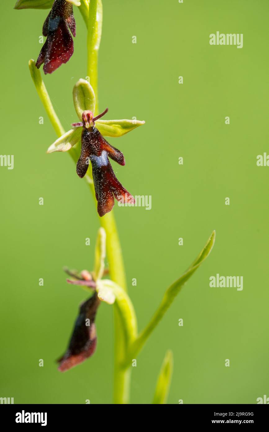 Ophrys genus hi-res stock photography and images - Alamy