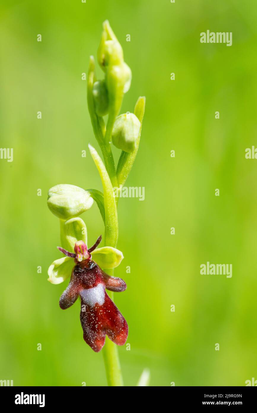 Ophrys insectifera, the fly orchid, is a species of orchid and the type ...