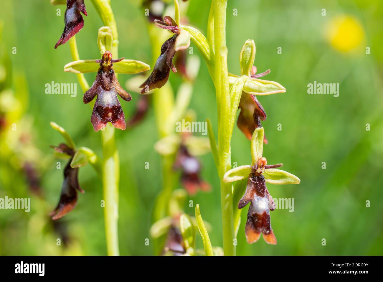 Ophrys insectifera, the fly orchid, is a species of orchid and the type ...