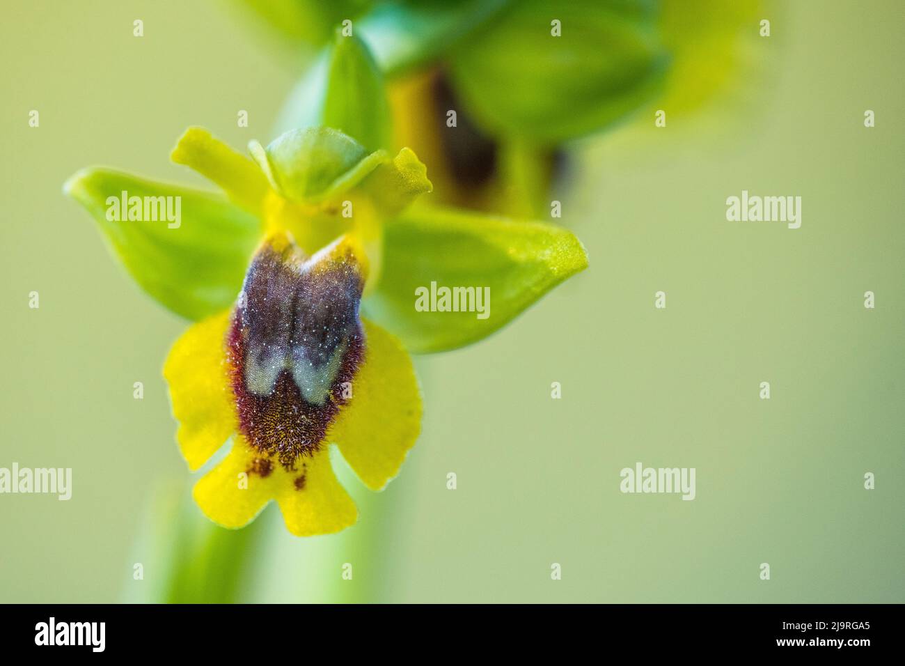 Ophrys lutea, the yellow bee-orchid, is a species of orchid native to ...