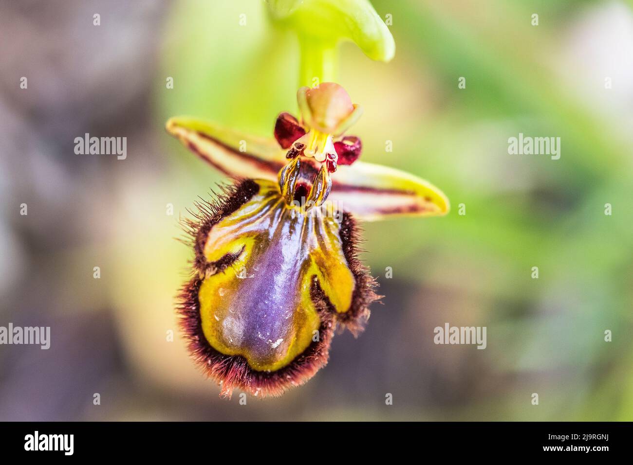 Ophrys speculum (= Ophrys ciliata), the mirror orchid, is a species of ...