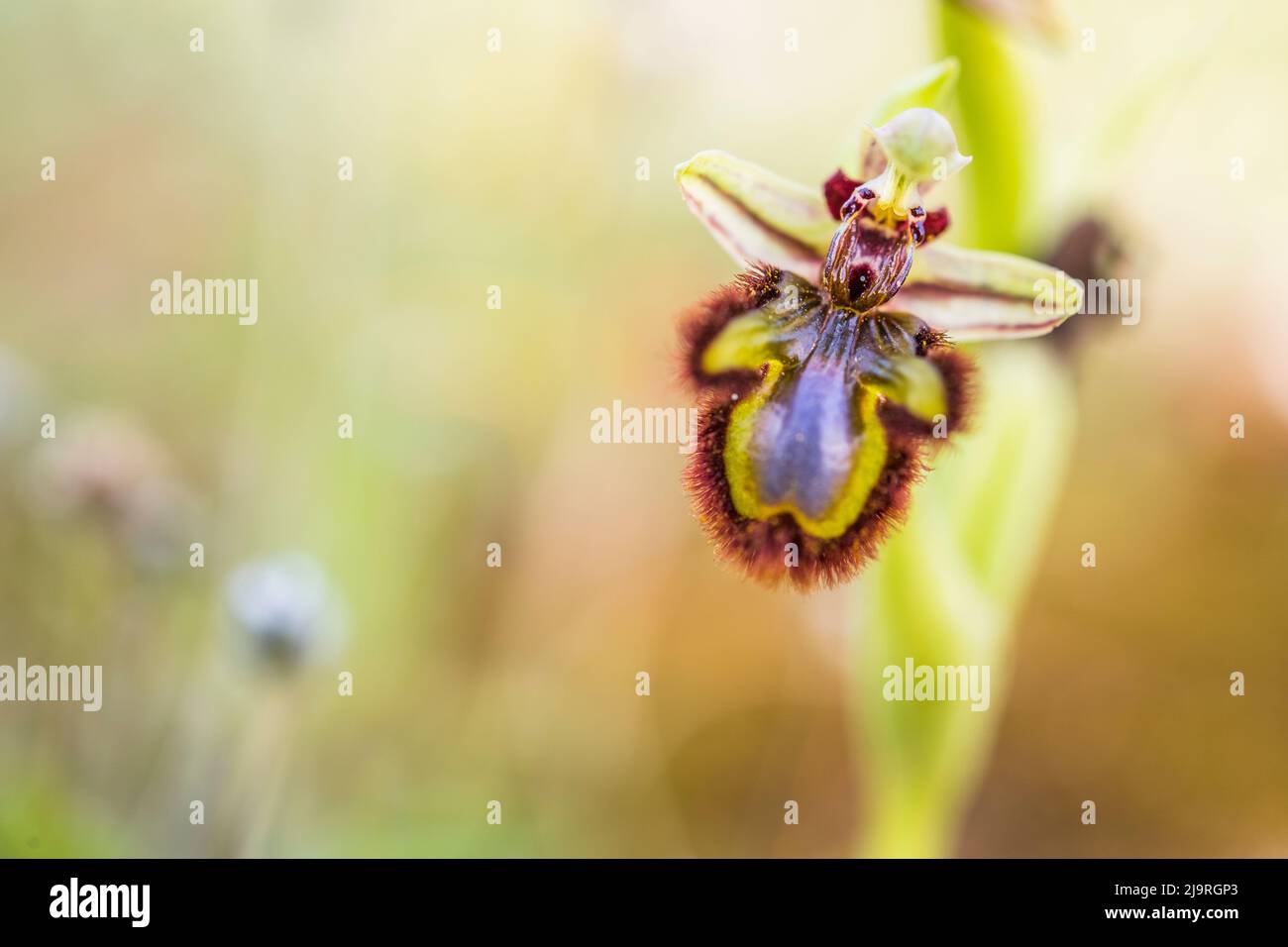 Ophrys speculum (= Ophrys ciliata), the mirror orchid, is a species of ...