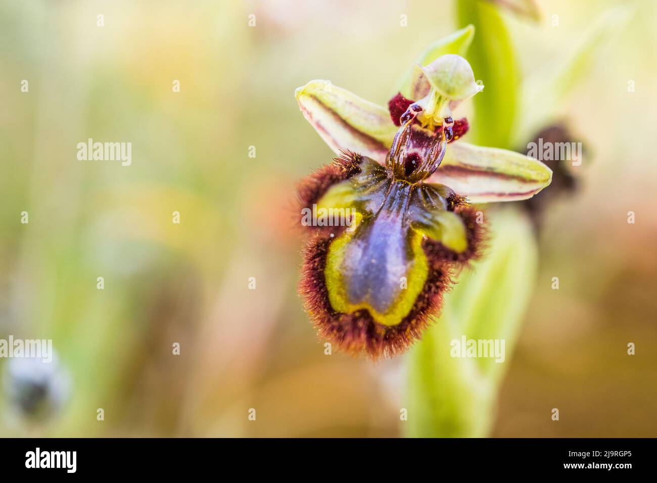 Ophrys speculum (= Ophrys ciliata), the mirror orchid, is a species of ...
