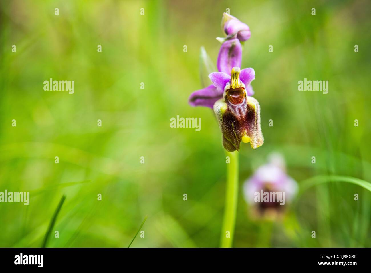 Ophrys tenthredinifera, the sawfly orchid, is a terrestrial species of ...