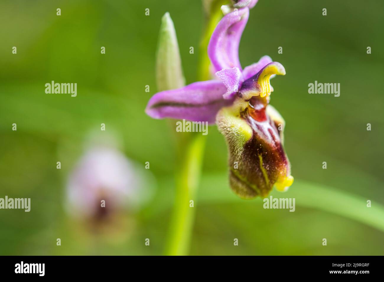 Ophrys tenthredinifera, the sawfly orchid, is a terrestrial species of ...