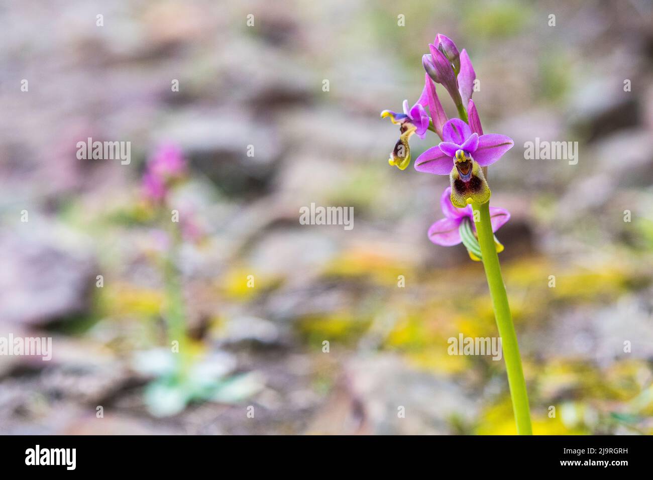 Ophrys tenthredinifera, the sawfly orchid, is a terrestrial species of ...
