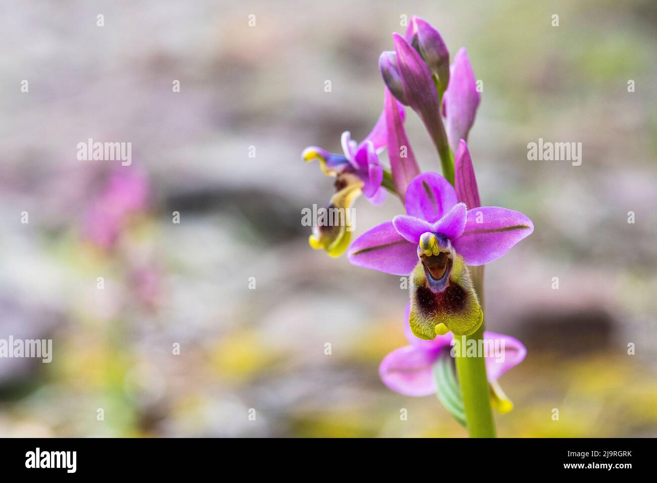 Ophrys tenthredinifera, the sawfly orchid, is a terrestrial species of ...