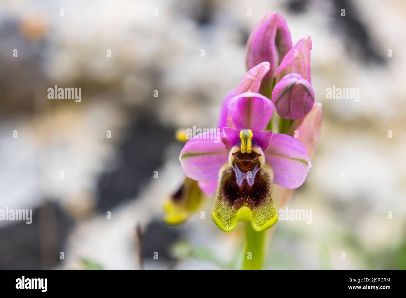 Ophrys tenthredinifera, the sawfly orchid, is a terrestrial species of ...