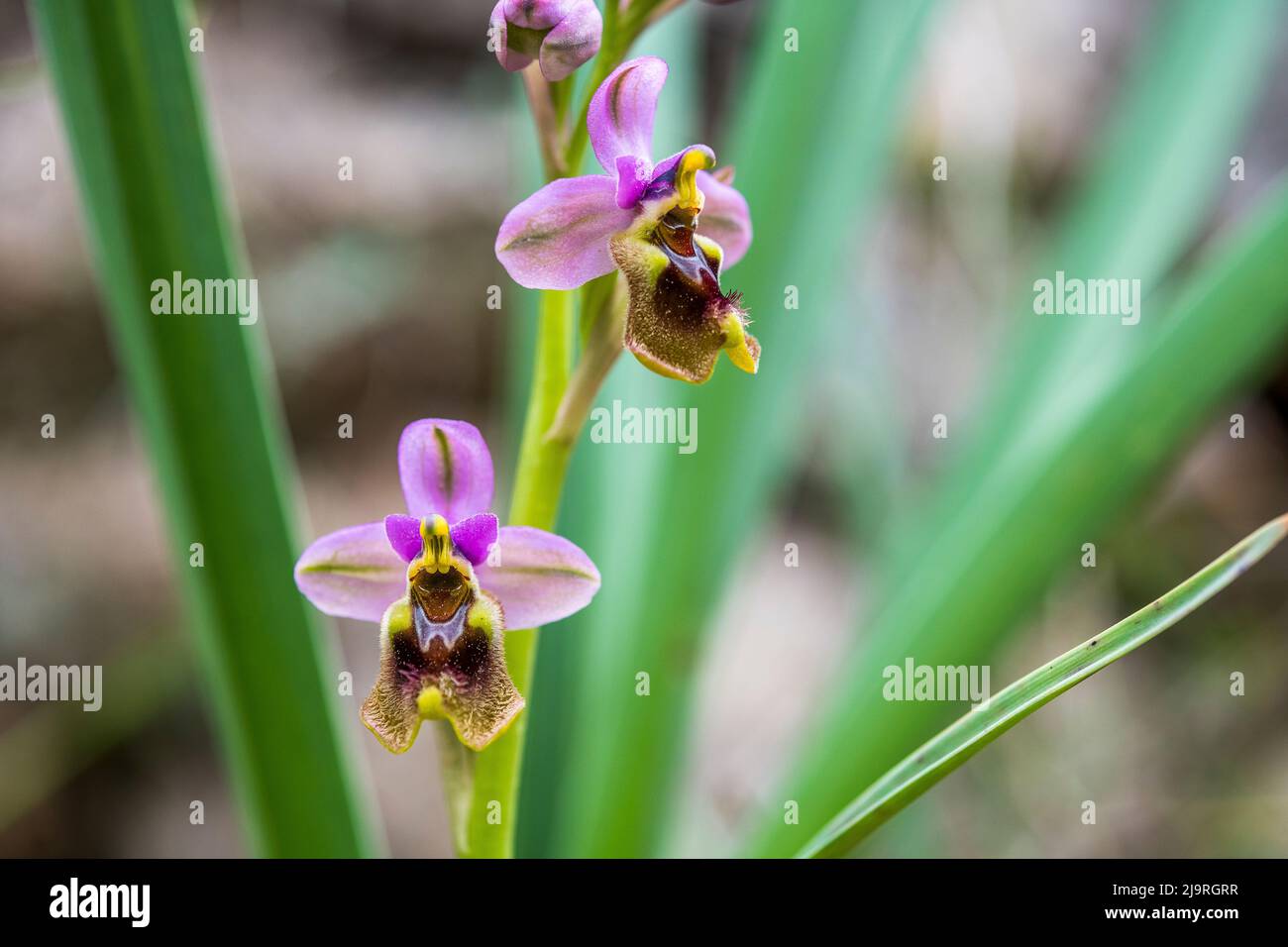 Ophrys tenthredinifera, the sawfly orchid, is a terrestrial species of ...