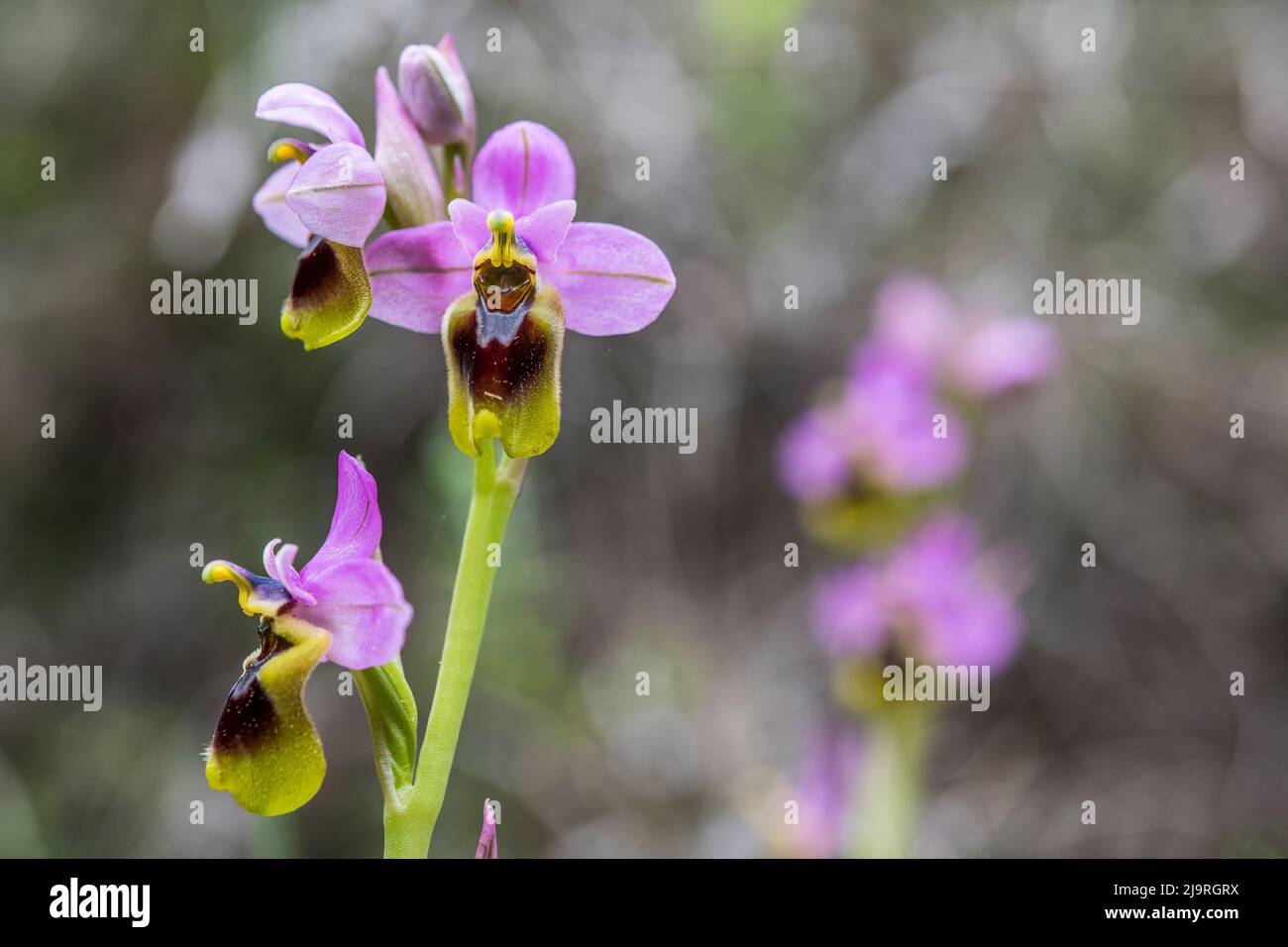 Ophrys tenthredinifera, the sawfly orchid, is a terrestrial species of ...