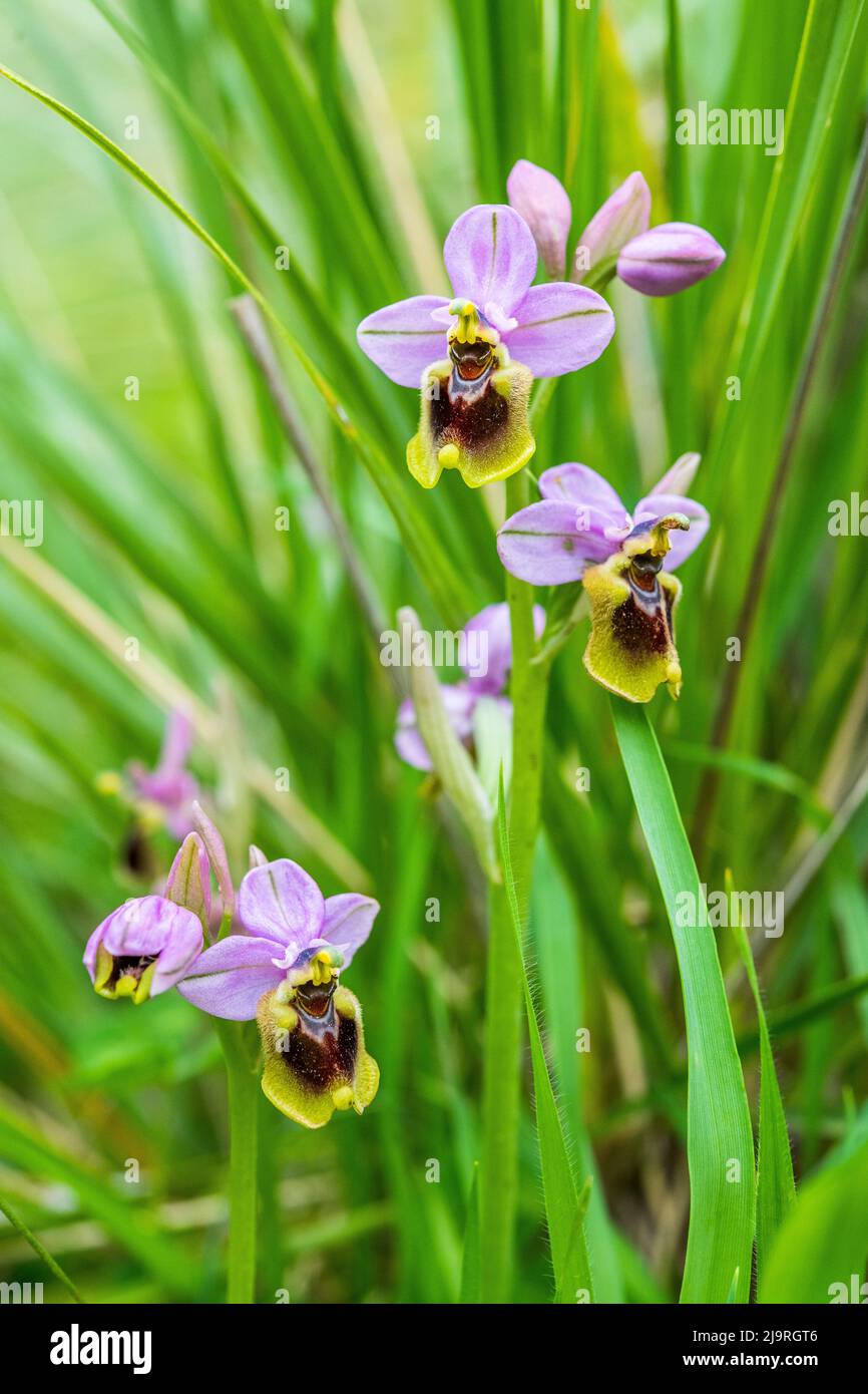 Ophrys tenthredinifera, the sawfly orchid, is a terrestrial species of ...