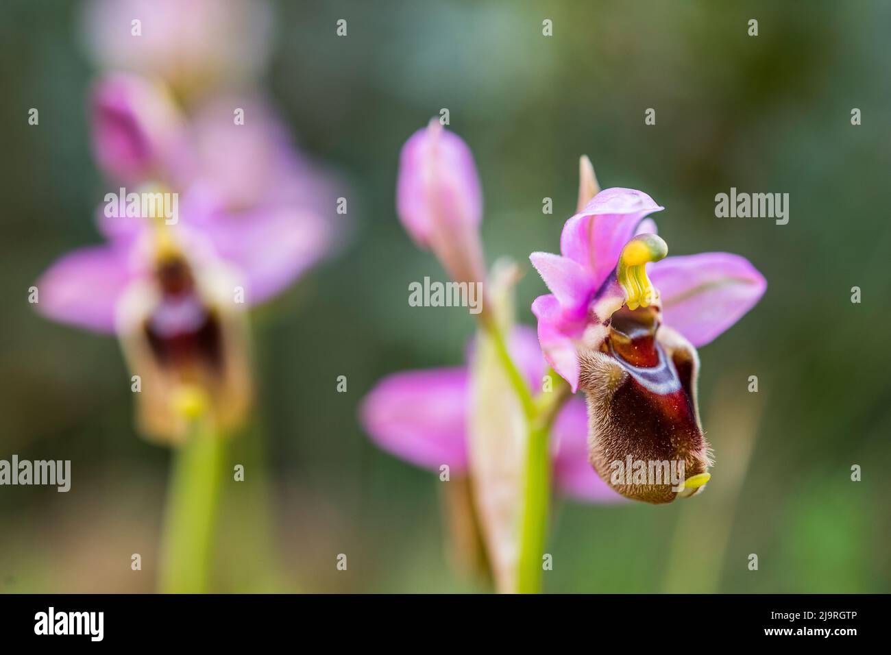 Ophrys tenthredinifera, the sawfly orchid, is a terrestrial species of ...