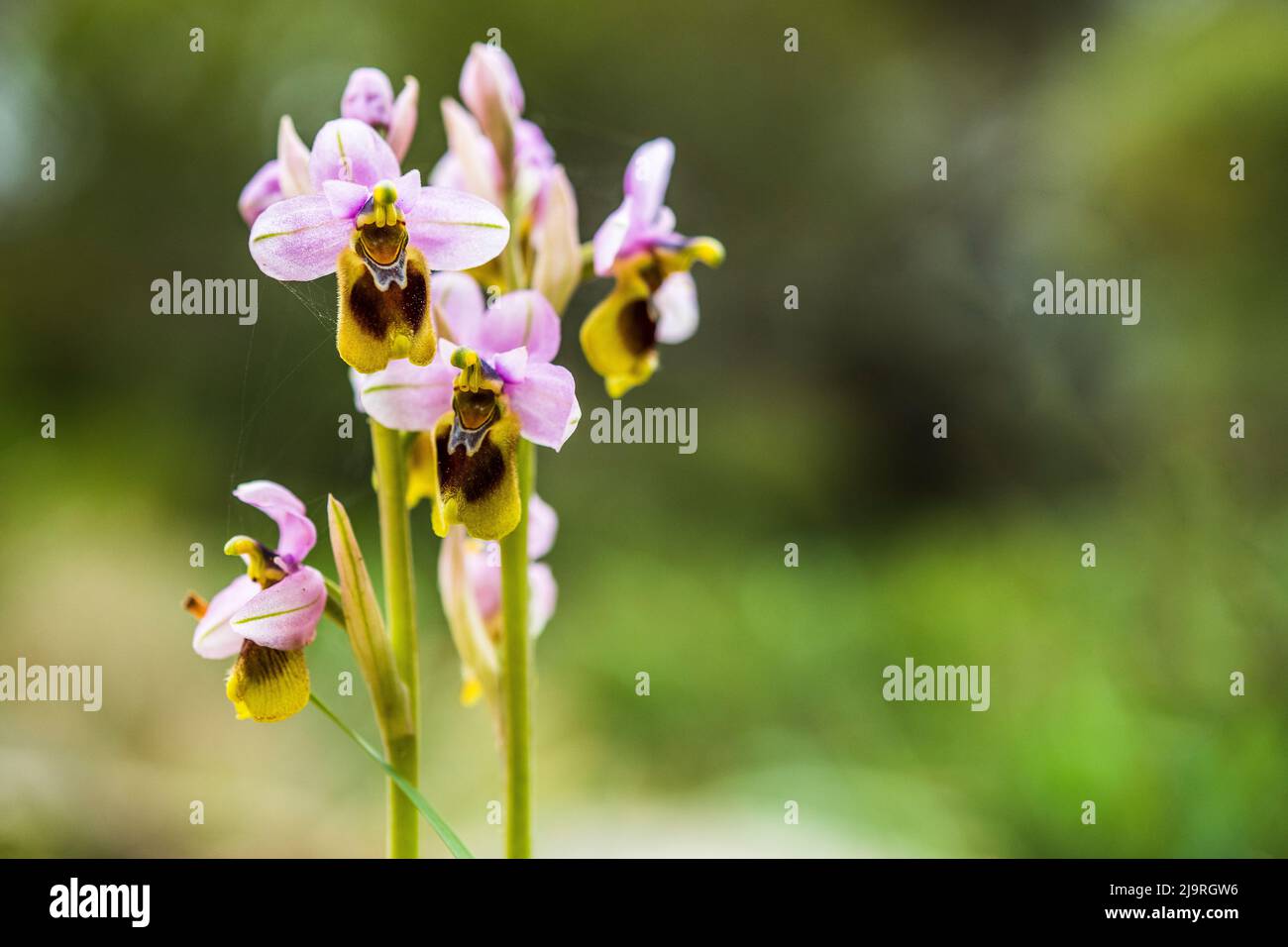 Ophrys tenthredinifera, the sawfly orchid, is a terrestrial species of ...