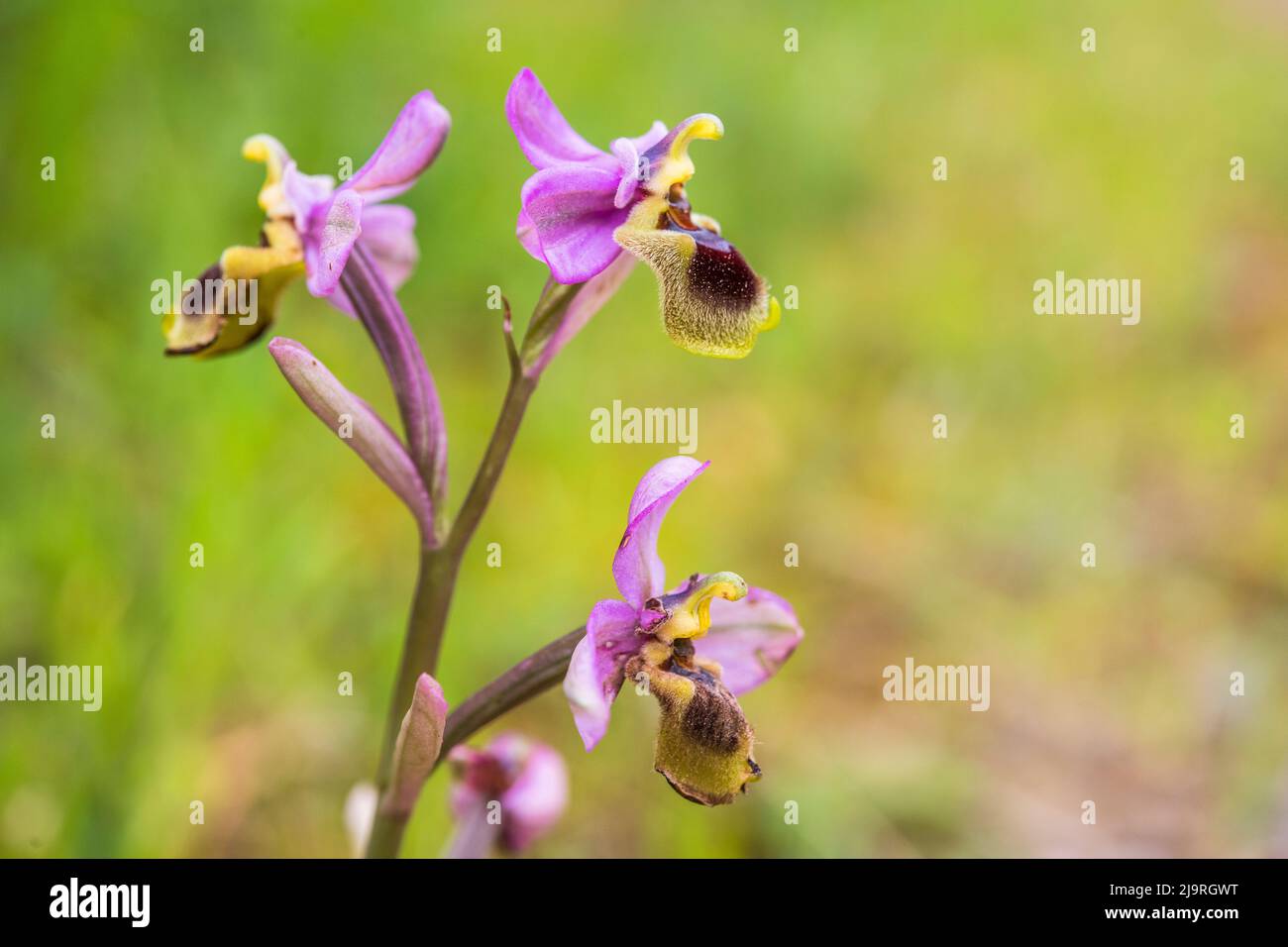 Ophrys tenthredinifera, the sawfly orchid, is a terrestrial species of ...