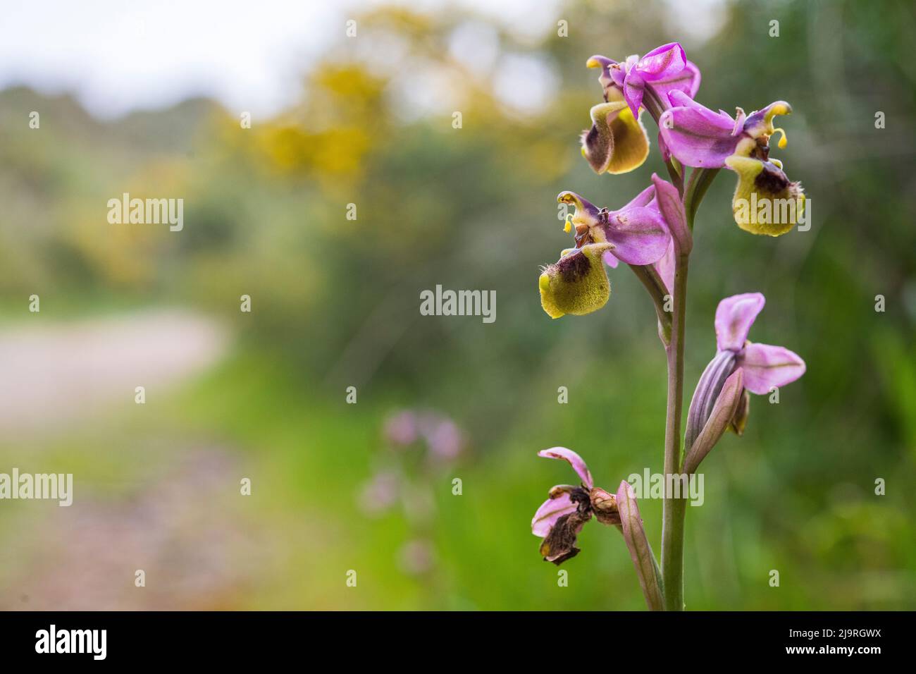 Ophrys tenthredinifera, the sawfly orchid, is a terrestrial species of ...