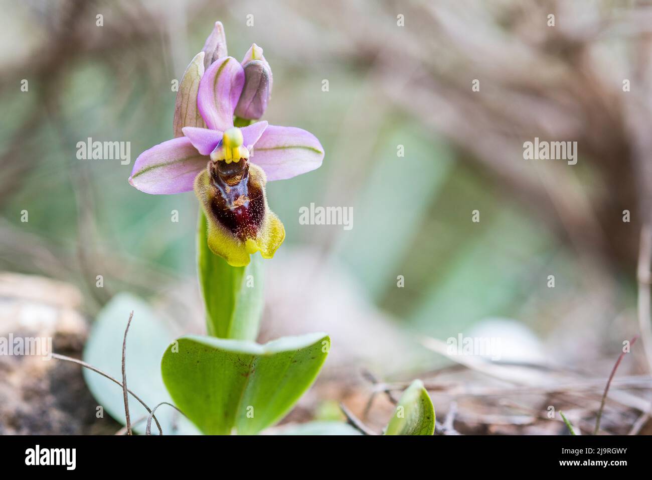 Ophrys tenthredinifera, the sawfly orchid, is a terrestrial species of ...