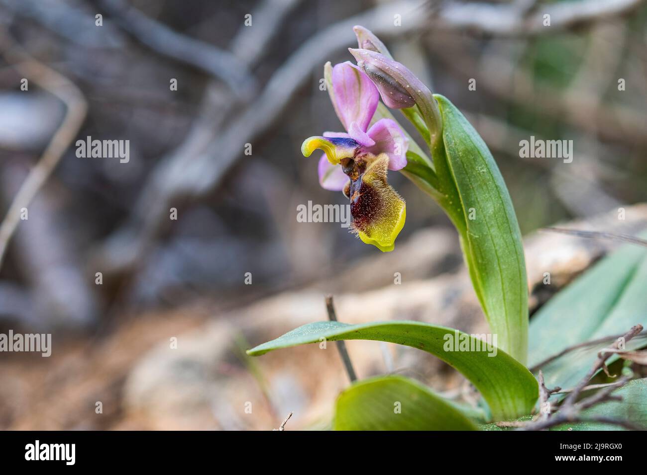Ophrys tenthredinifera, the sawfly orchid, is a terrestrial species of ...