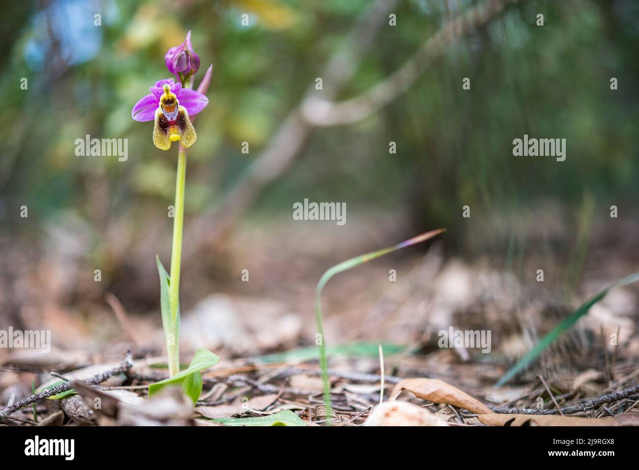 Ophrys tenthredinifera, the sawfly orchid, is a terrestrial species of ...